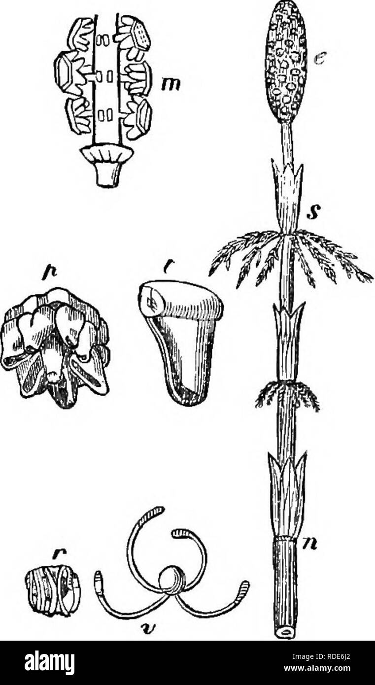 . The principles of botany, as exemplified in the Cryptogamia. For the ...