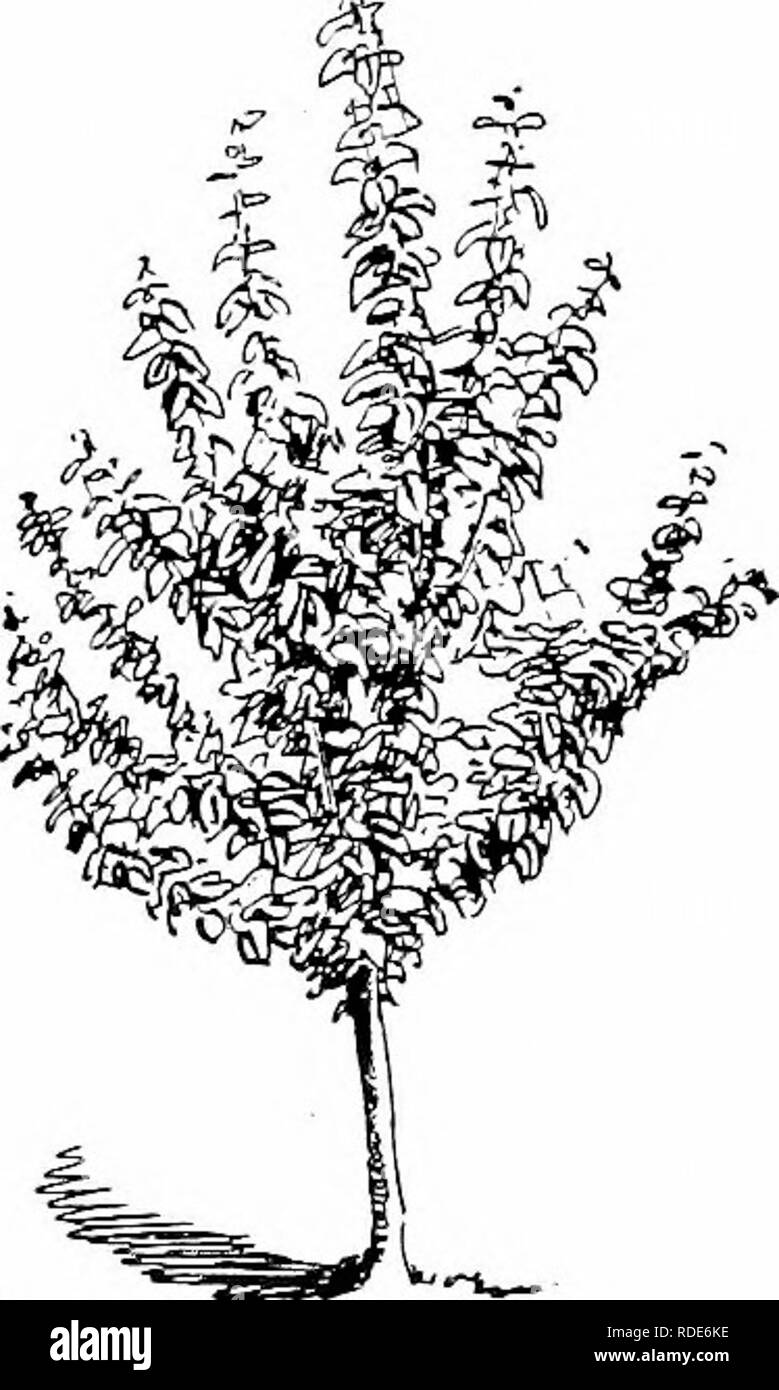 . Guide to hardy fruits and ornamentals . Fruit-culture. DAVYEK'S GUIDE ...