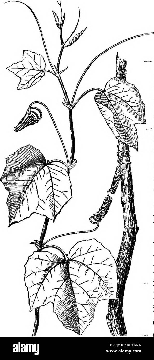 Climbing tendril Black and White Stock Photos & Images - Alamy