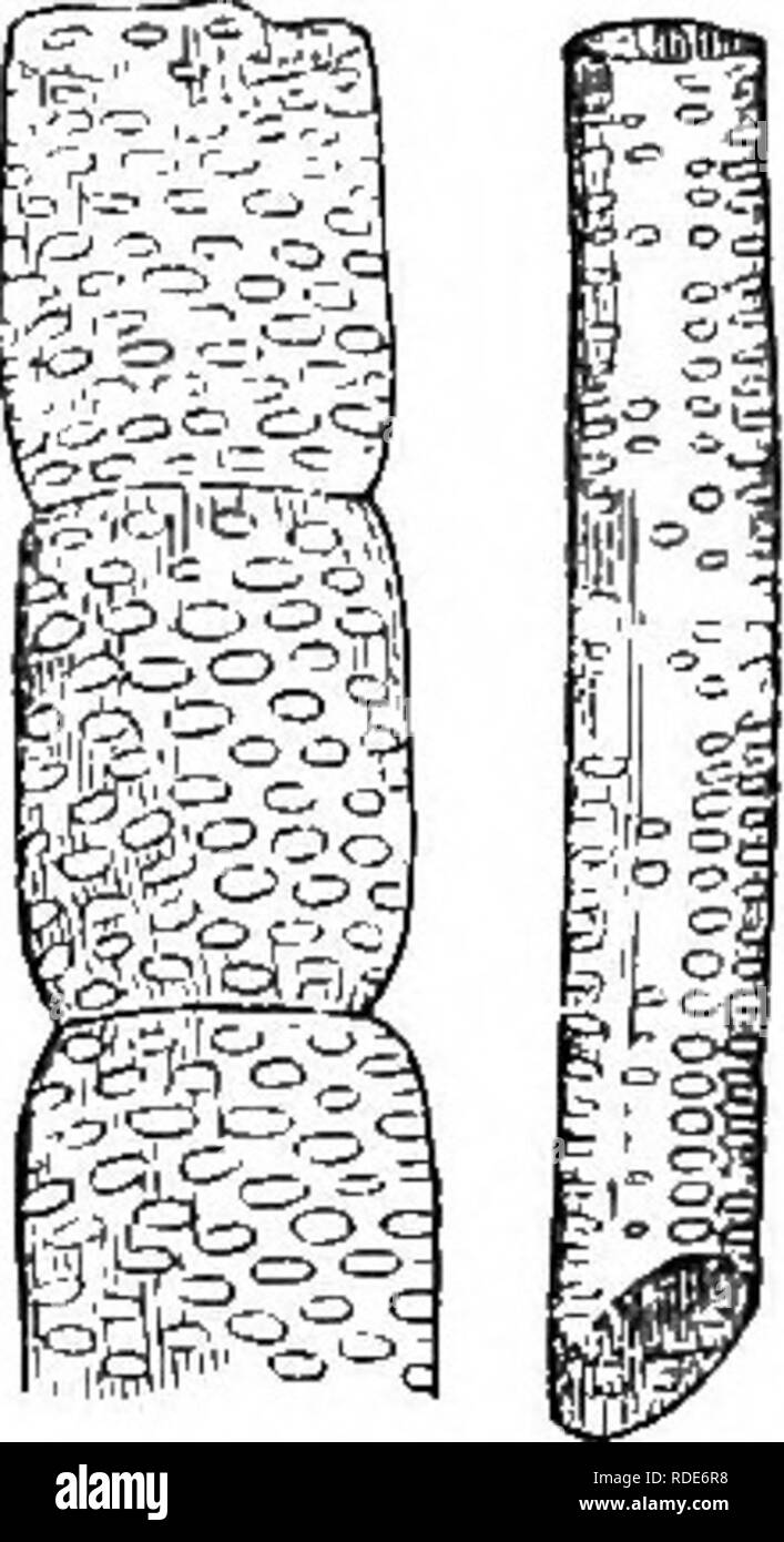 Cryptogamia Black and White Stock Photos & Images - Alamy