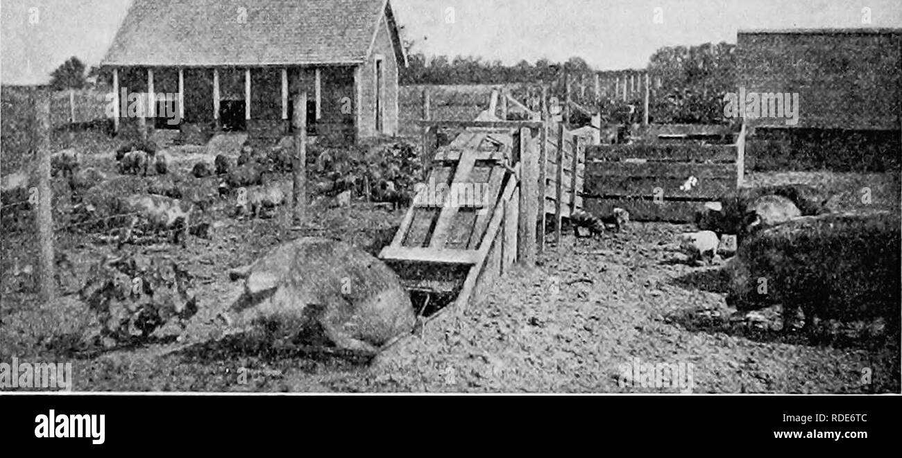 Cattle dip Black and White Stock Photos & Images - Alamy