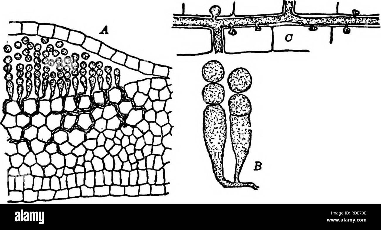 Albugo hi-res stock photography and images - Alamy