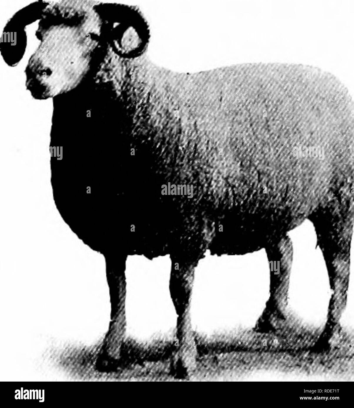 Farmer cattle dip hi-res stock photography and images - Alamy