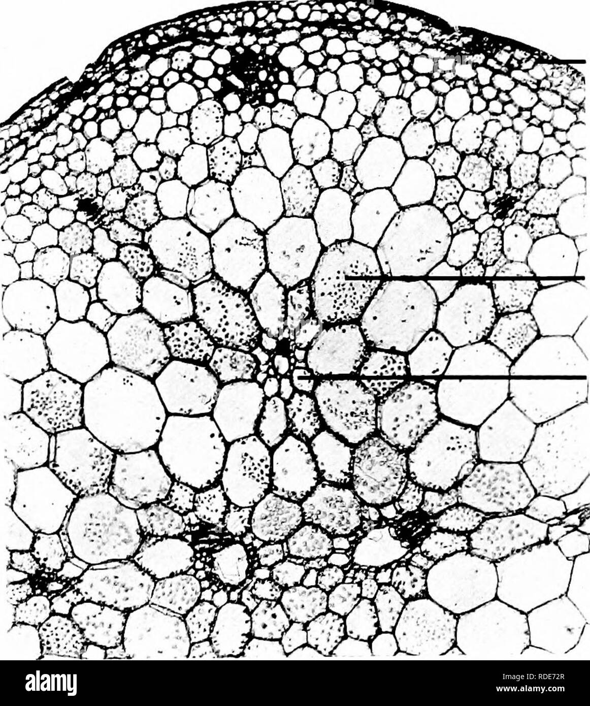 . Photomicrographs of botanical studies. Photomicrography. 60 ...