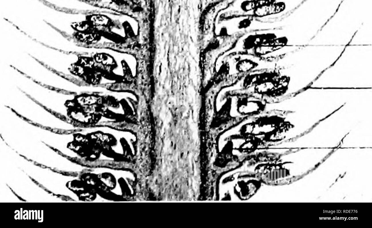 Bract scales hi-res stock photography and images - Alamy