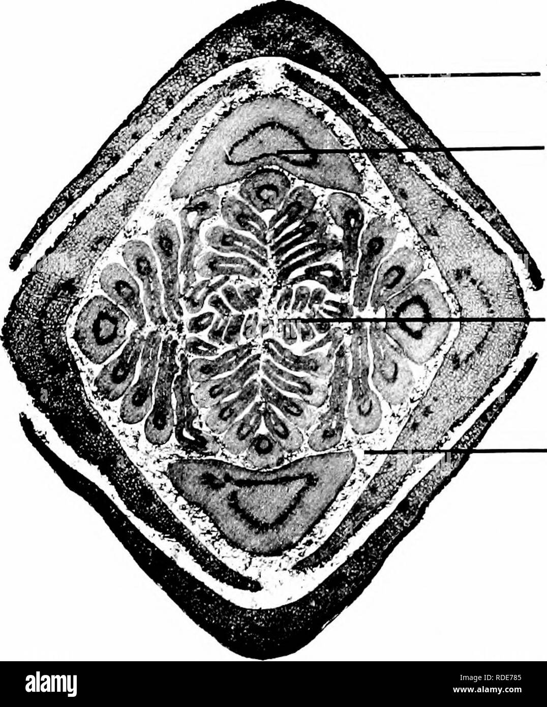 Petiole veins Black and White Stock Photos & Images - Alamy