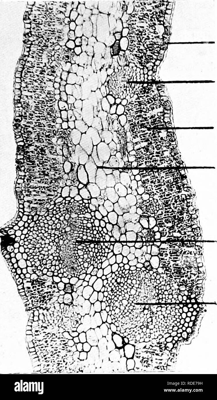 Wattle bark Black and White Stock Photos & Images - Alamy