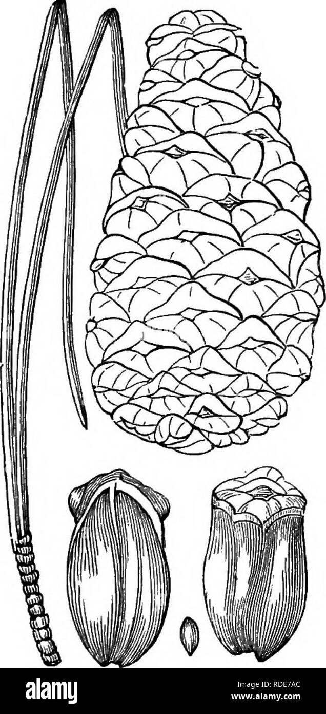 Knights brown Black and White Stock Photos & Images - Alamy