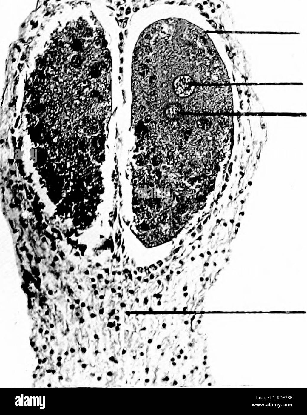 Pinus pollen Black and White Stock Photos & Images - Alamy