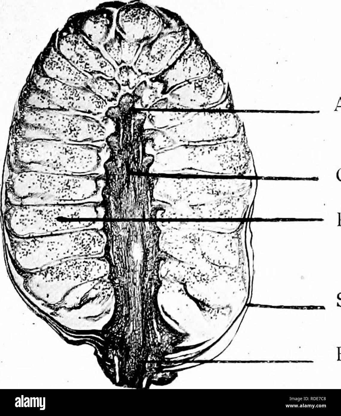 Transfusion tissue Black and White Stock Photos & Images - Alamy