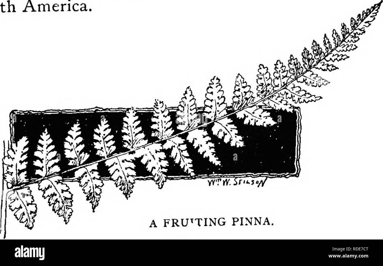 Native species to alabama Black and White Stock Photos & Images - Alamy