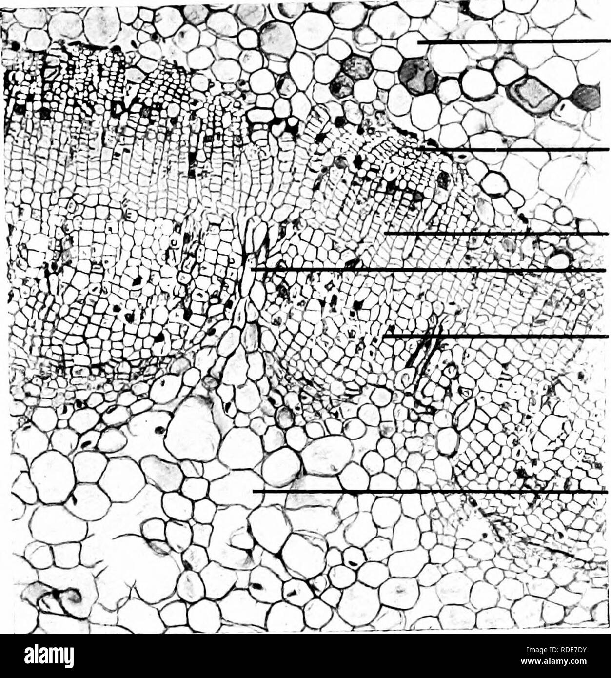 Cambium tissue Black and White Stock Photos & Images - Alamy