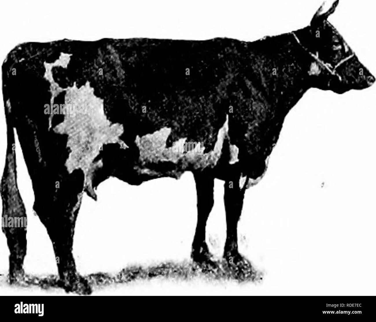 Cattle prod hi-res stock photography and images - Alamy