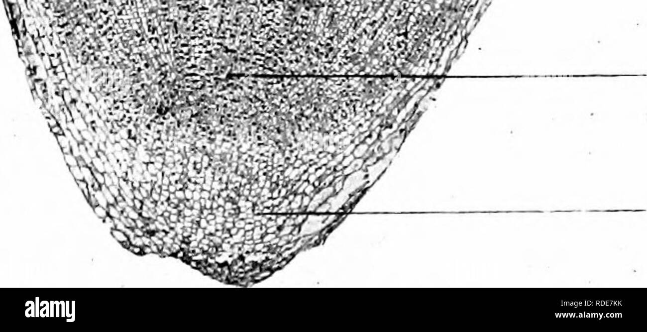 Faba Black and White Stock Photos & Images - Alamy