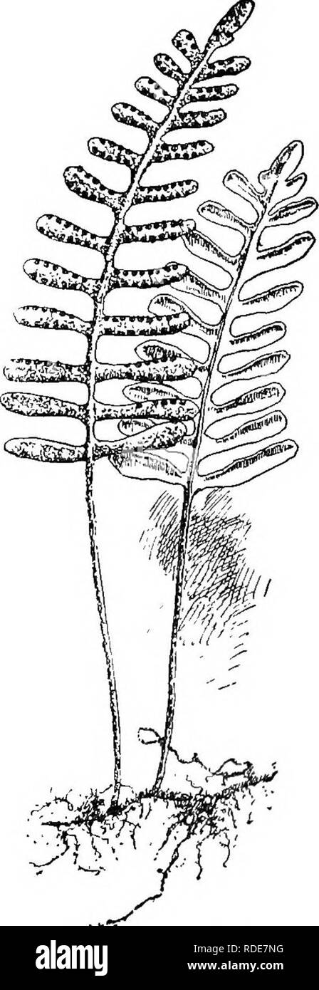. Our ferns in their haunts; a guide to all the native species. Ferns ...