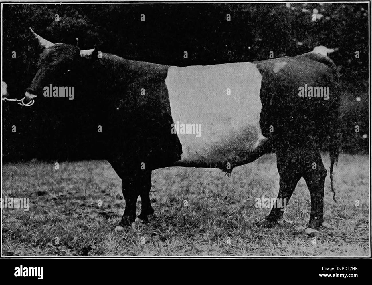 Prize dutch belted bull hi-res stock photography and images - Alamy