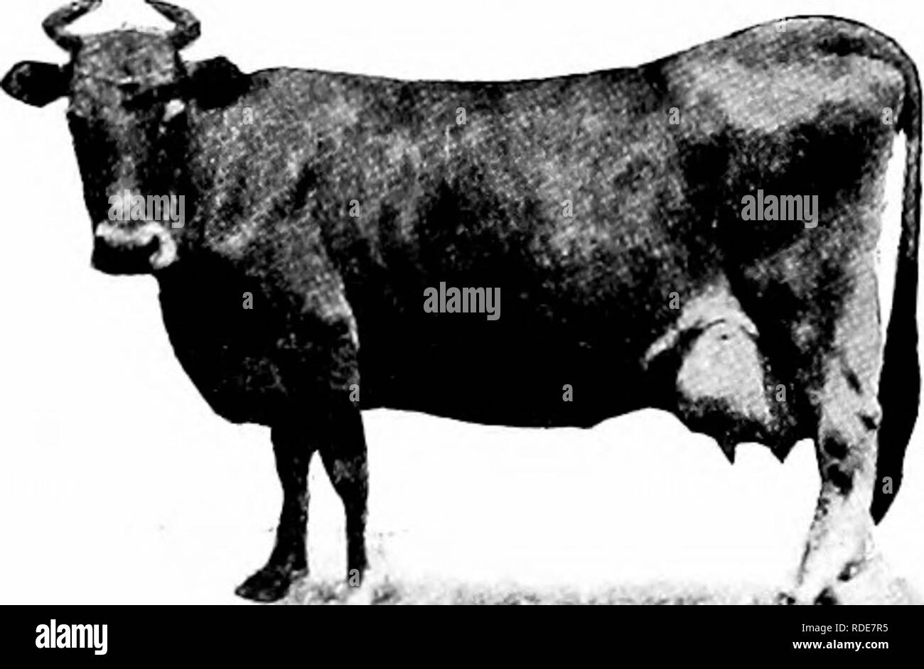 . Manual of farm animals; a practical guide to the choosing, breeding ...