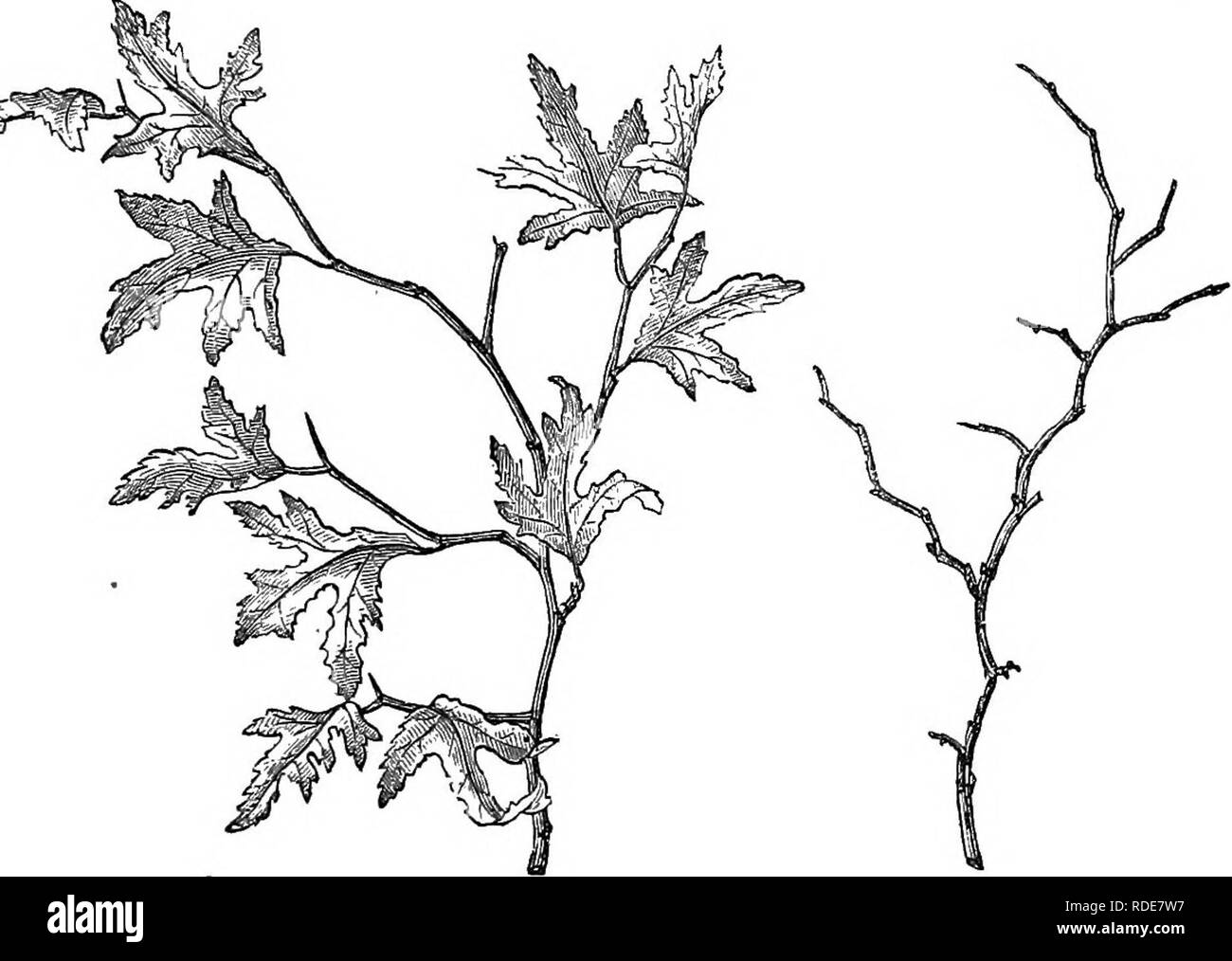 Platana trees hi-res stock photography and images - Alamy