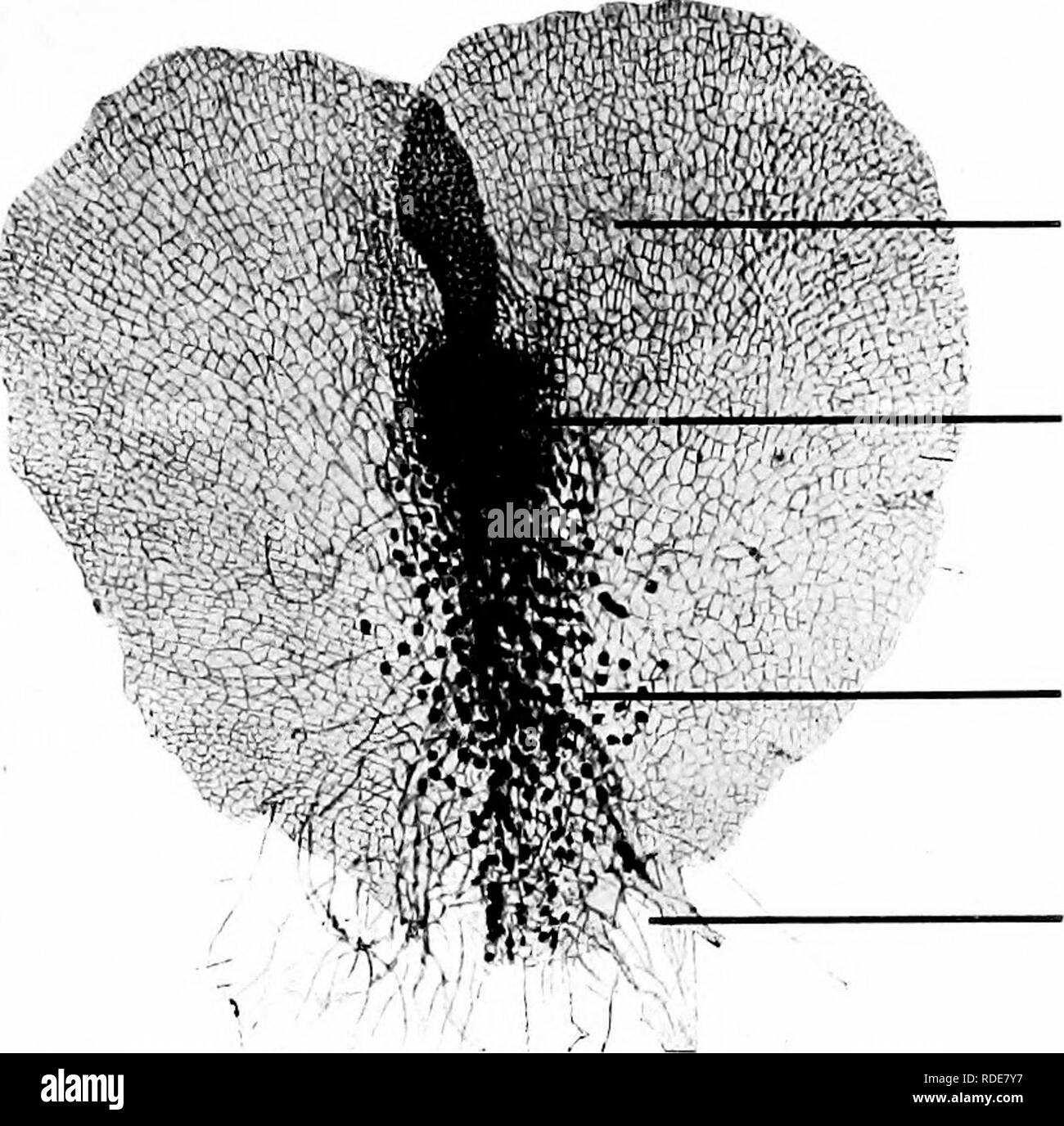 Root area Black and White Stock Photos & Images - Alamy