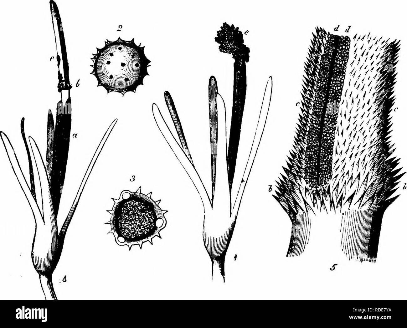 Hermaphrodite florets hi-res stock photography and images - Alamy
