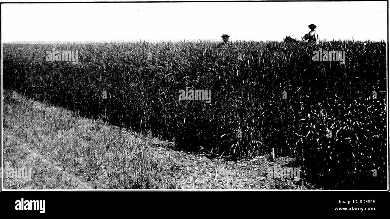 . Dry-farming : a system of agriculture for countries under a low ...