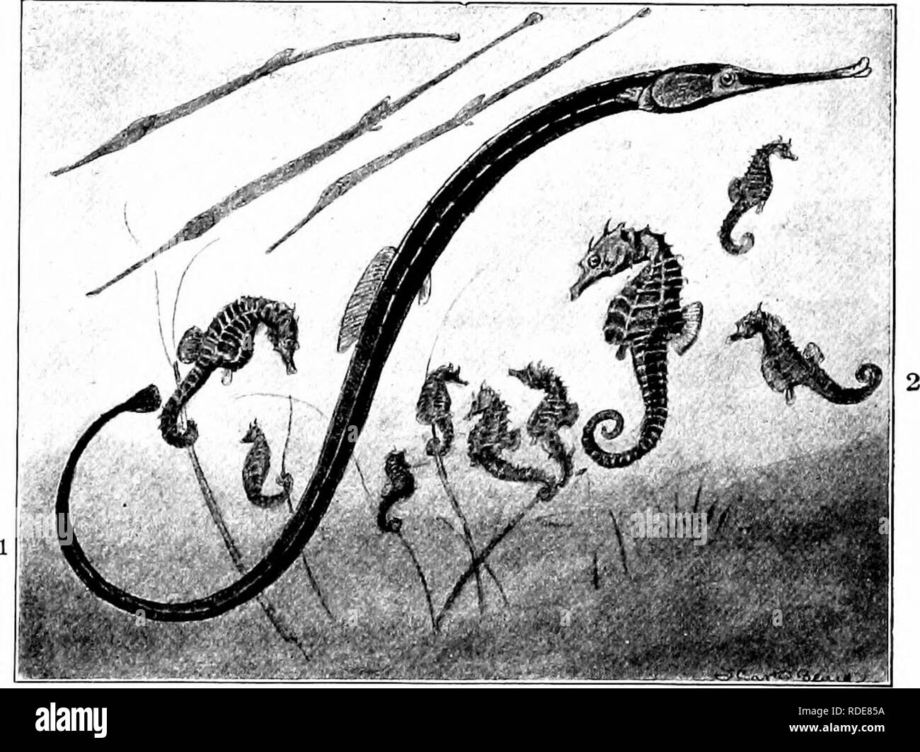 Animals with external skeletons hi-res stock photography and images - Alamy