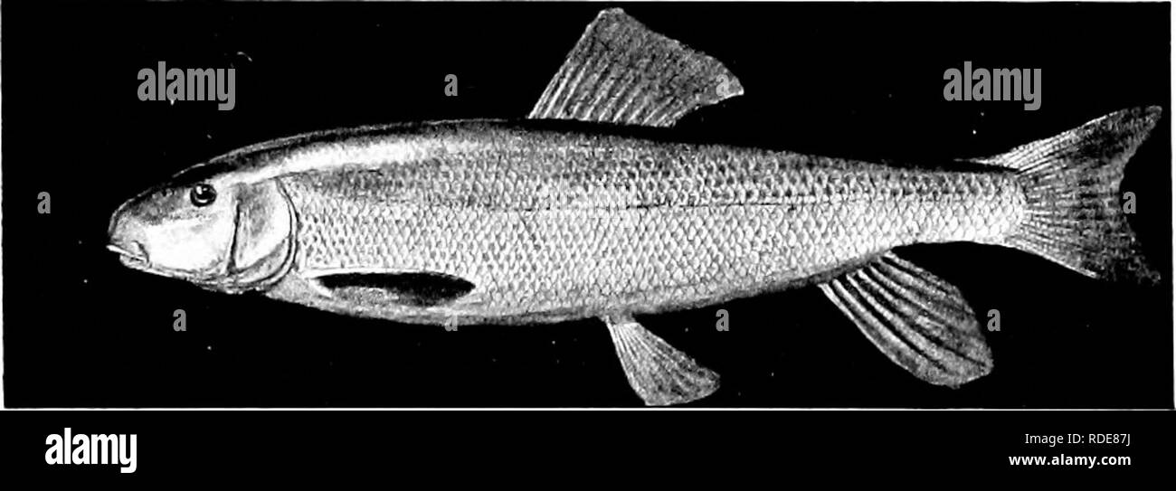 Horse Mullet Fish