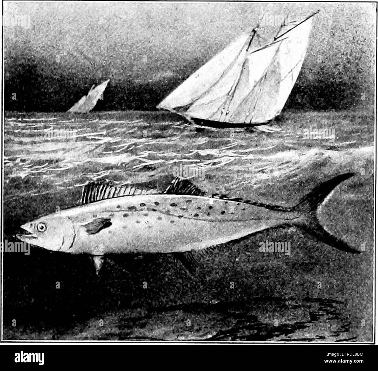 Boat deck full fish hi-res stock photography and images - Alamy