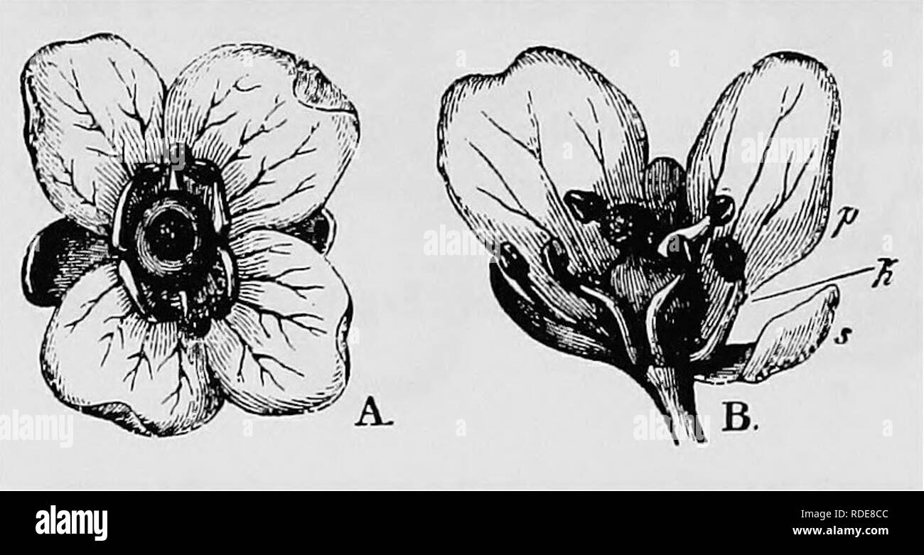 Pre pollination hi-res stock photography and images - Alamy