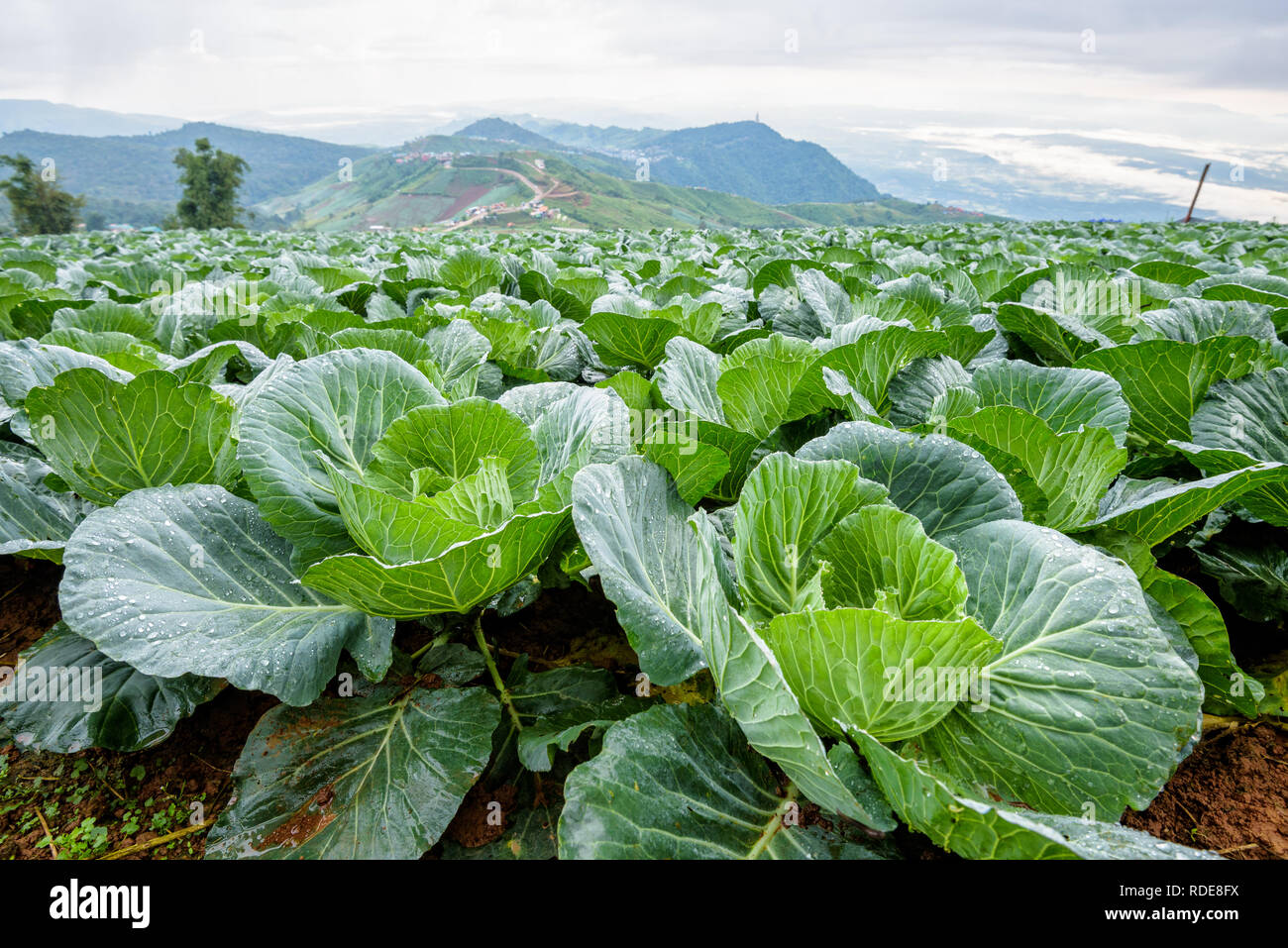 Rows cabbage on farm hi-res stock photography and images - Alamy