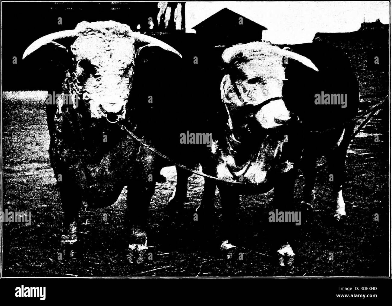 . Types and breeds of farm animals . Livestock. BEEF TYPE OF CATTLE 171 ...