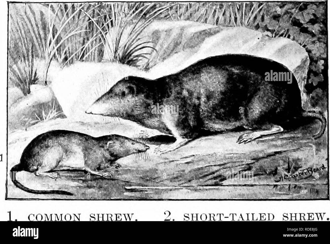 Star nosed mole burrow hi-res stock photography and images - Alamy