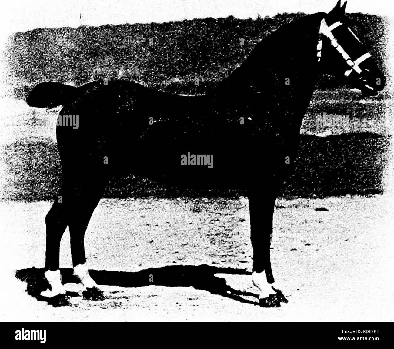 . Types and breeds of farm animals . Livestock. PONIES 149 occur. They ...