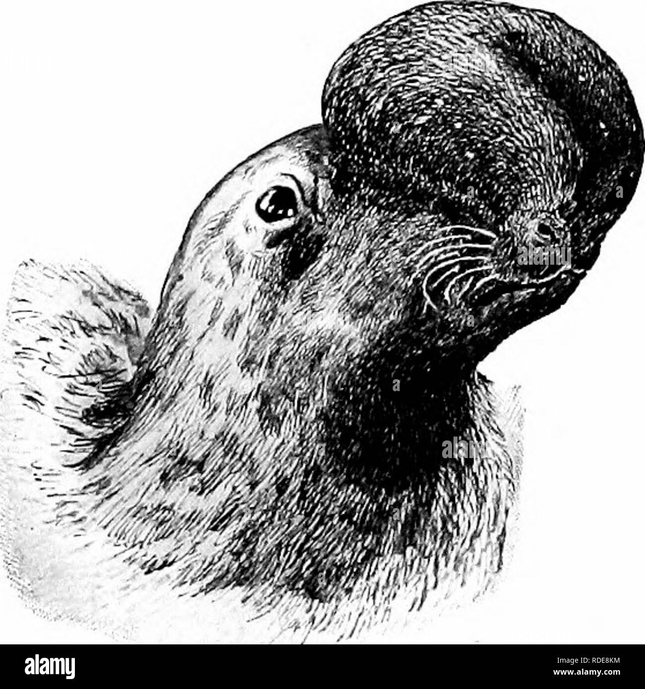 Walrus flipper Black and White Stock Photos & Images - Alamy