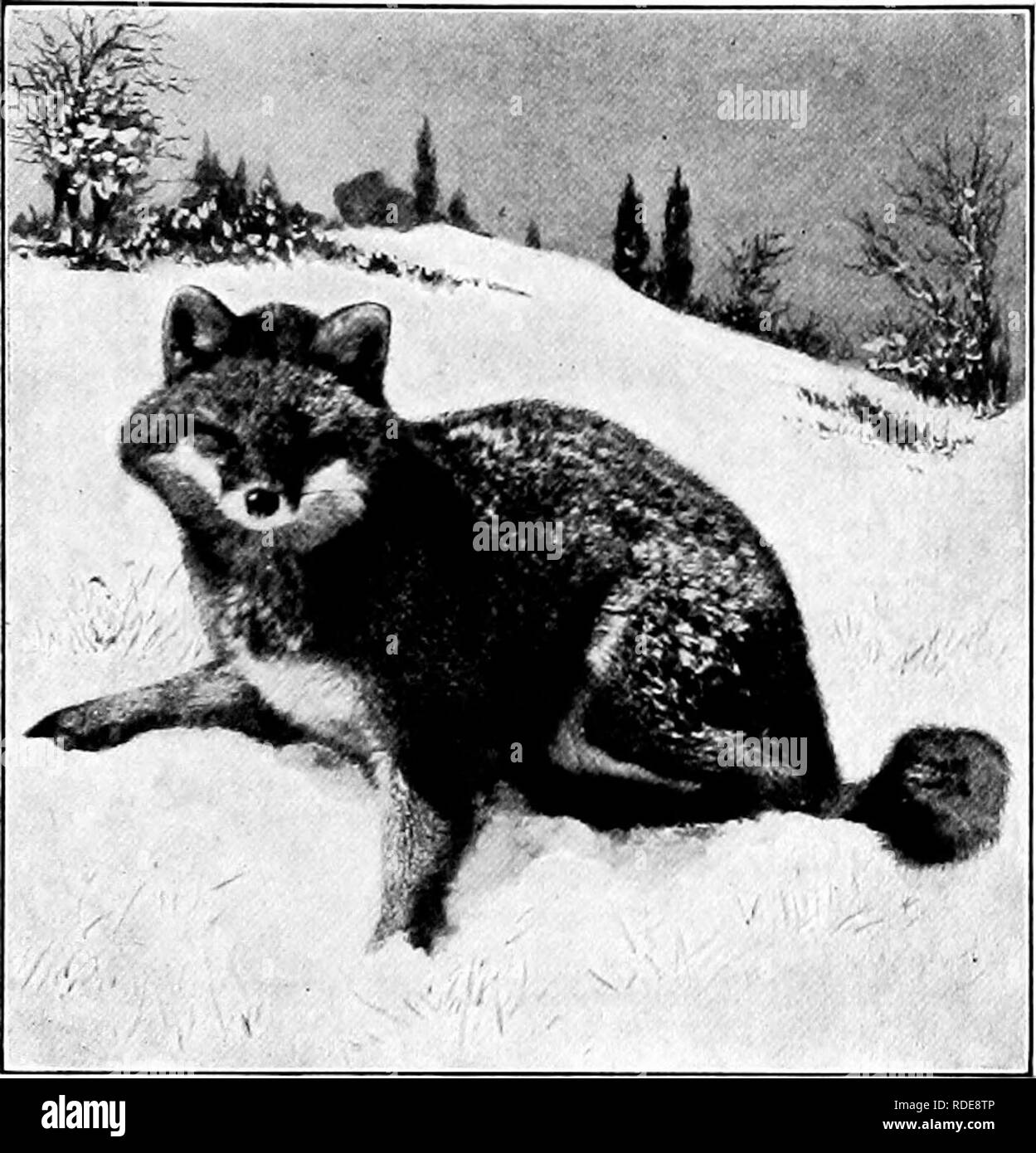 Foxes florida Black and White Stock Photos & Images - Alamy
