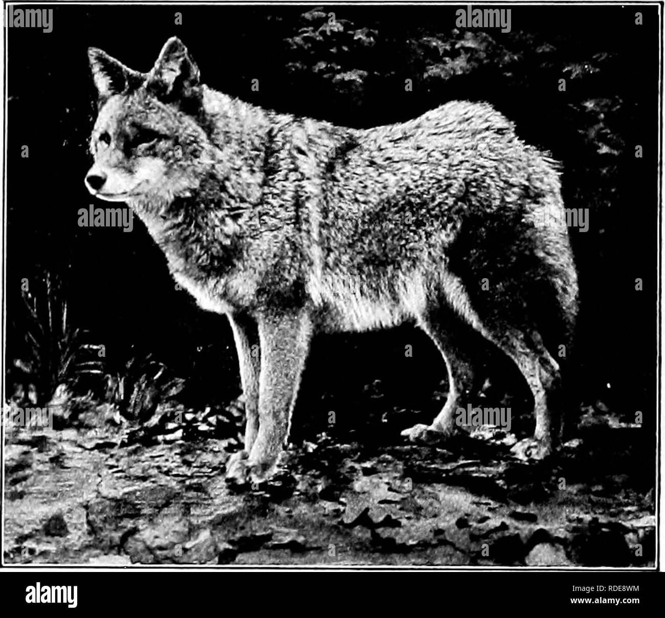 . The American natural history; a foundation of useful knowledge of the ...