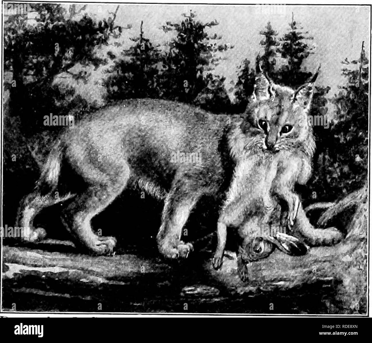 Lynx kill Black and White Stock Photos & Images - Alamy
