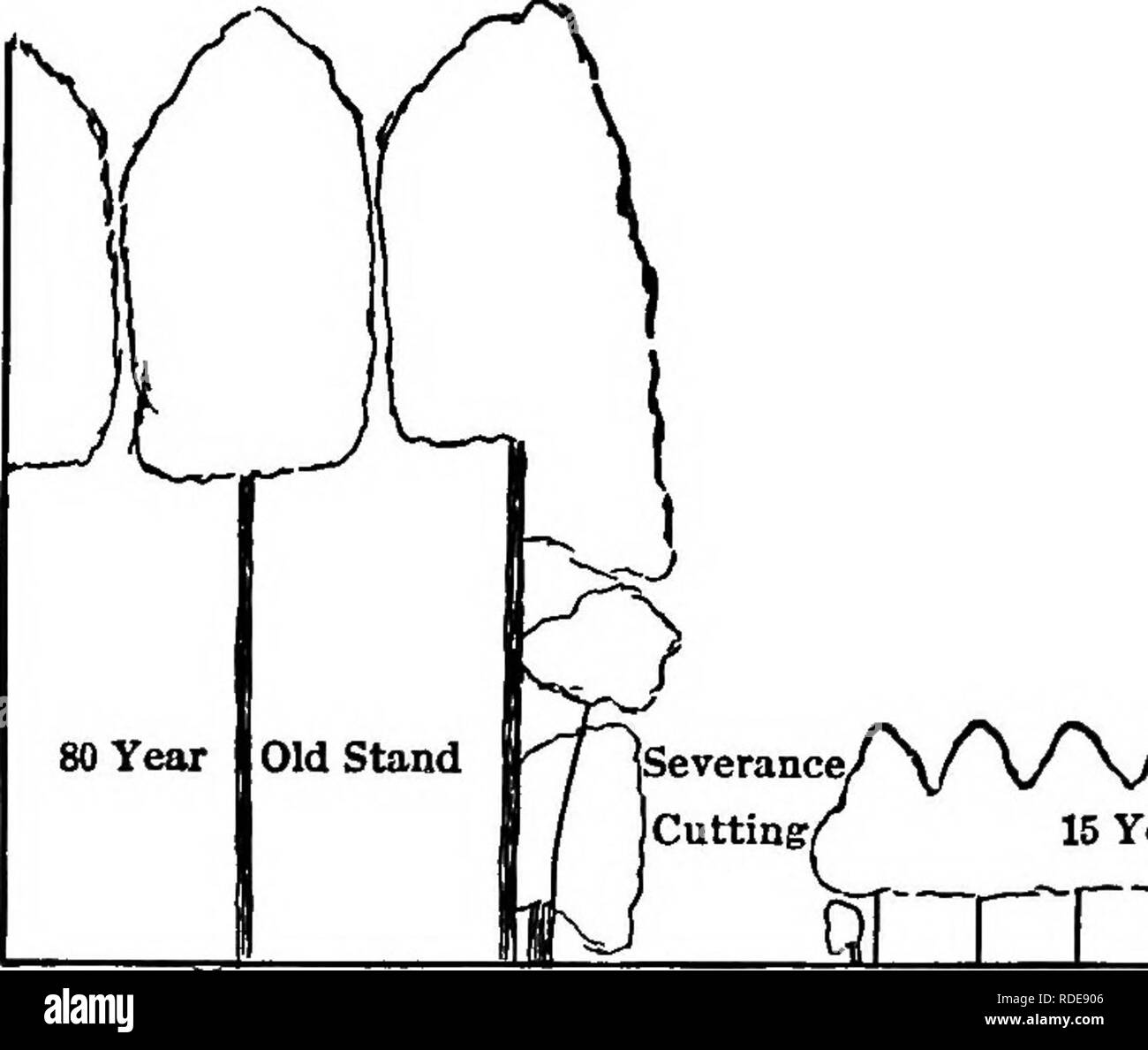 . The practice of silviculture : with particular reference to its ...