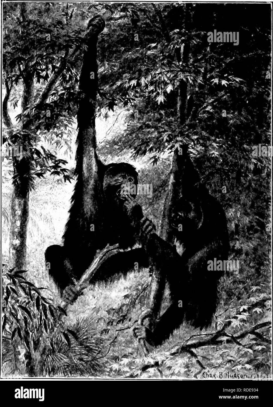 Chimpanzee walking on knuckles hi-res stock photography and images - Alamy