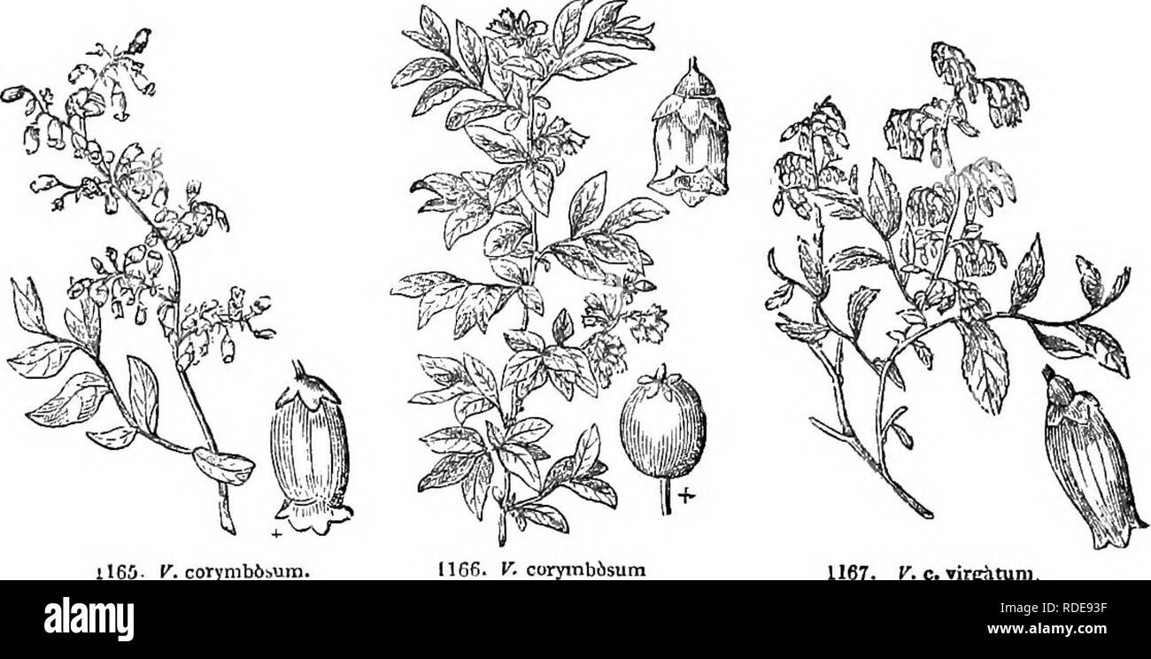 Mucronate Black and White Stock Photos & Images - Alamy