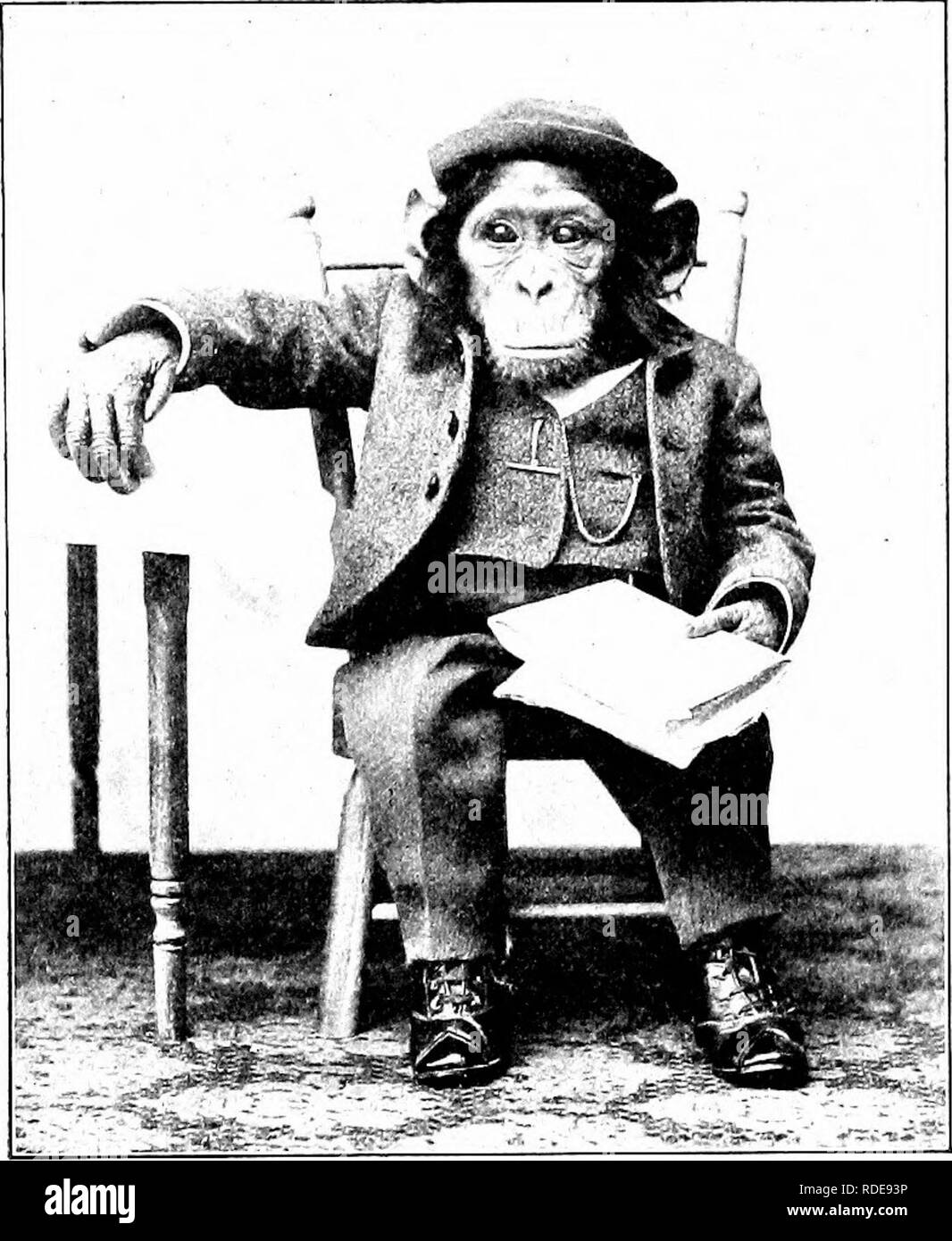 Chimpanzee walking on knuckles hi-res stock photography and images - Alamy