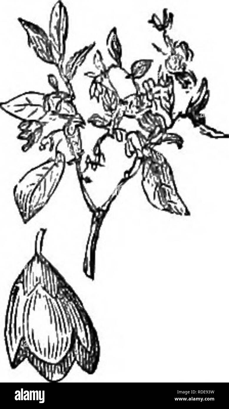 Mucronate Black and White Stock Photos & Images - Alamy