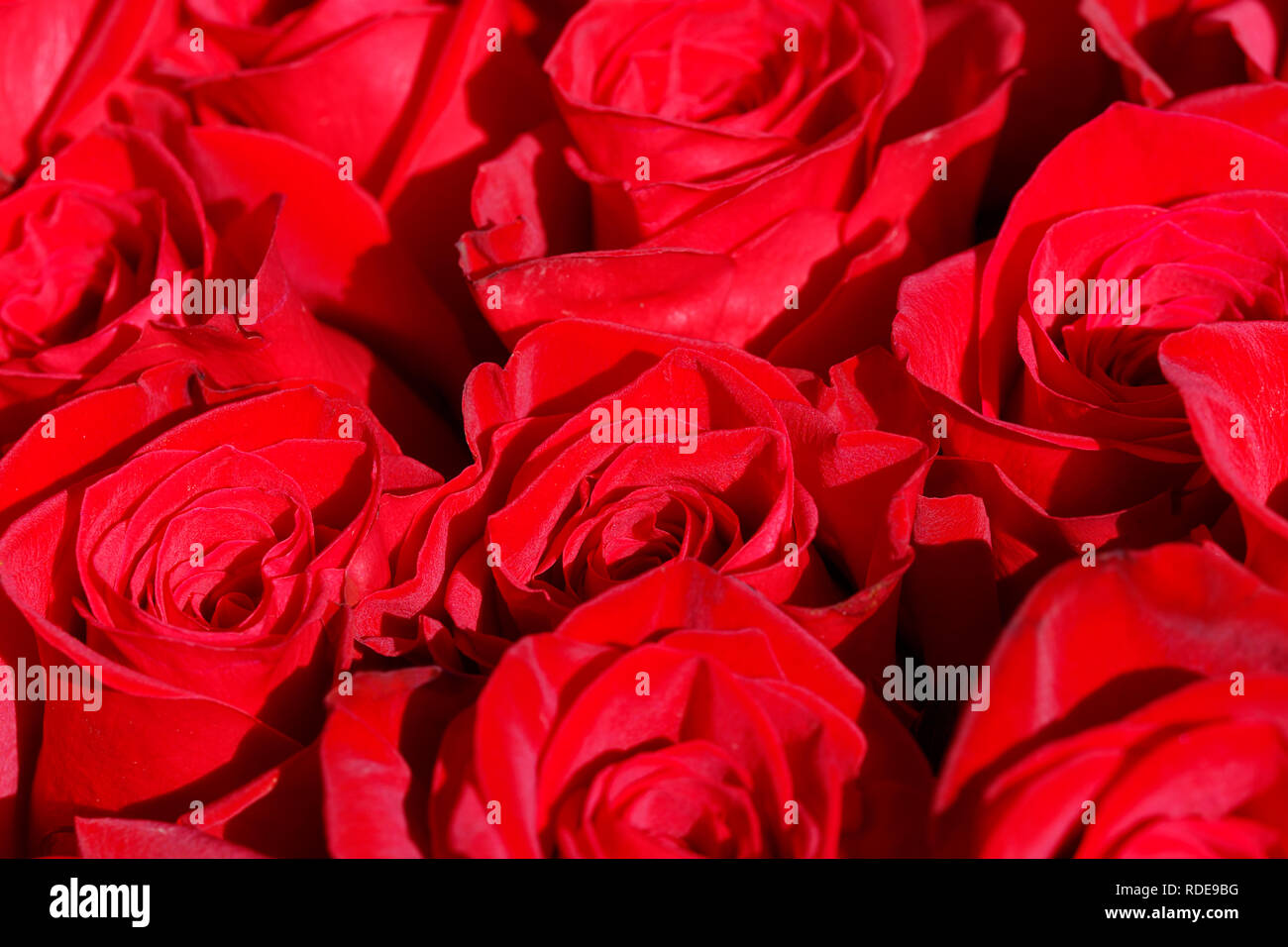 Natural red roses background. Big beautiful bouquet of red roses Stock ...