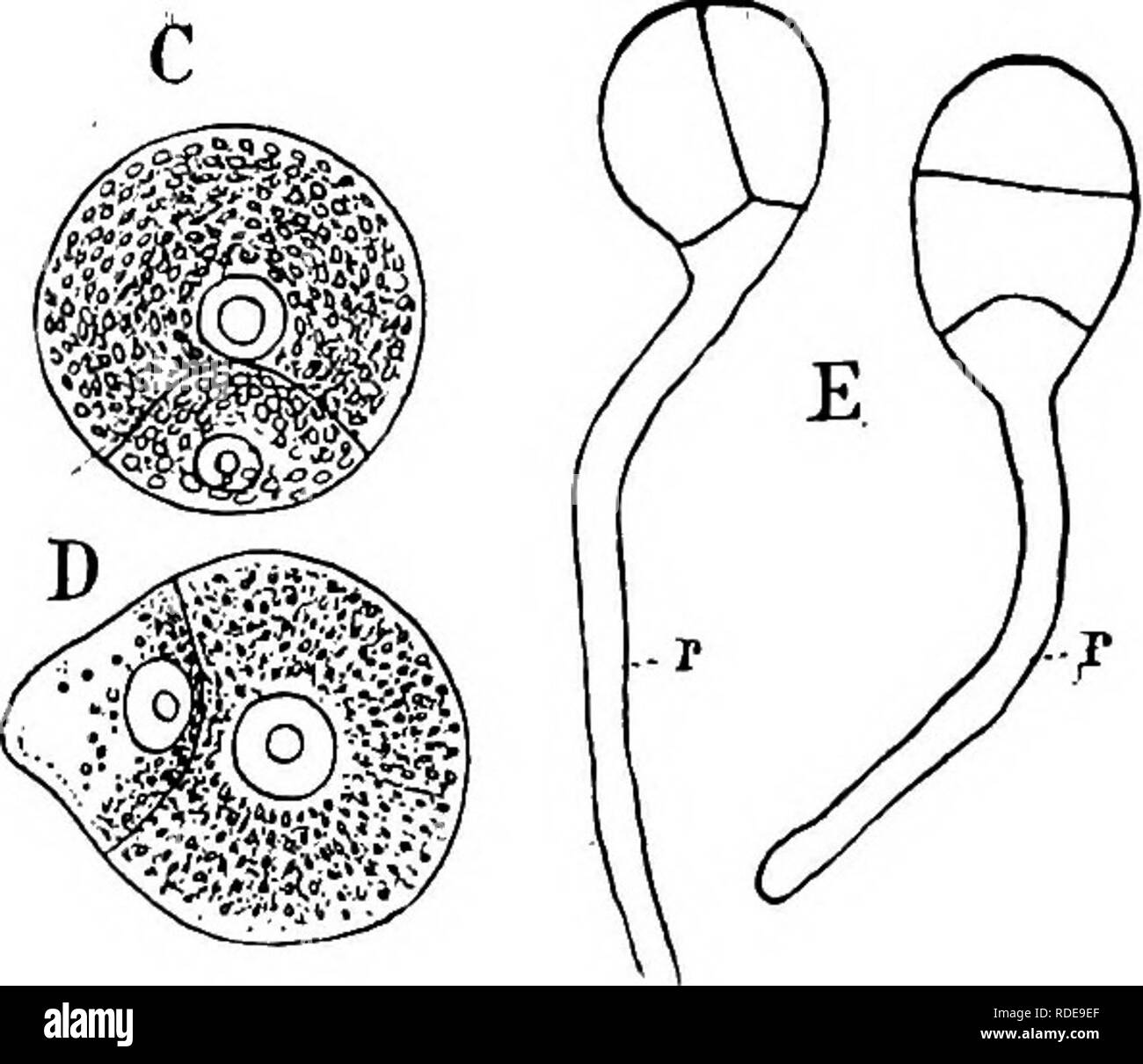 . The structure and development of mosses and ferns (Archegoniatae ...