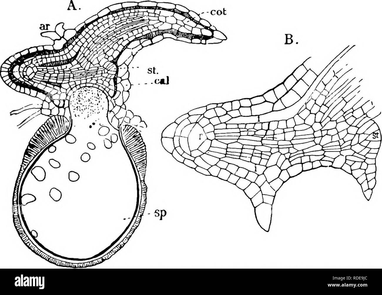 . The structure and development of mosses and ferns (Archegoniatae ...
