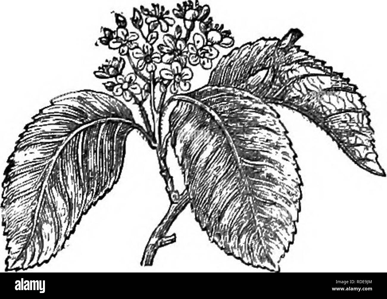 Young obovate leaves Black and White Stock Photos & Images - Alamy