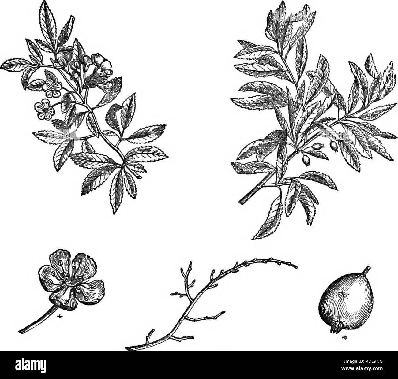 Pyrus coronaria Cut Out Stock Images & Pictures - Alamy