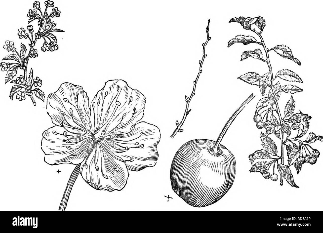 Taxonomy trees Cut Out Stock Images & Pictures - Alamy