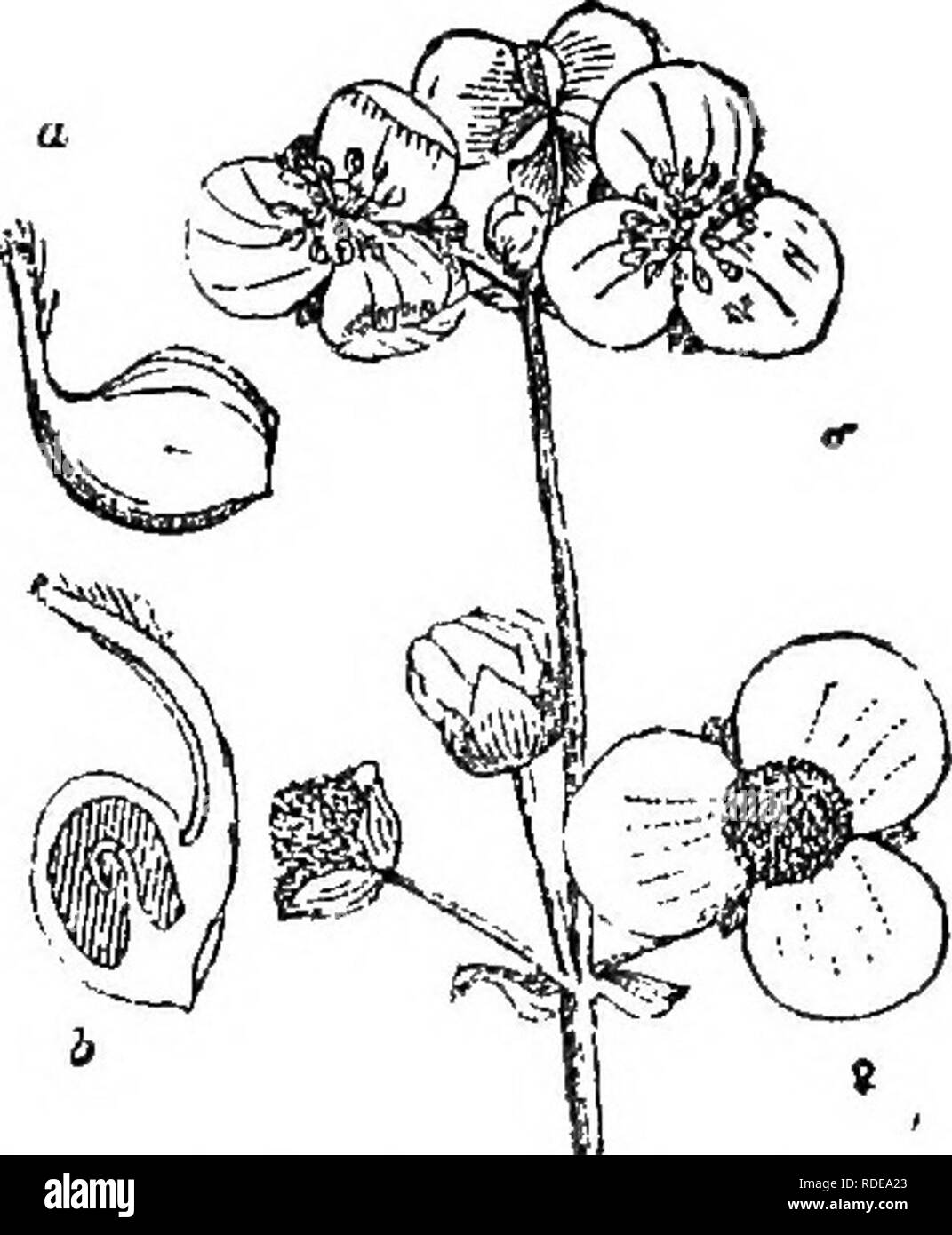 3 green sepals Cut Out Stock Images & Pictures - Alamy