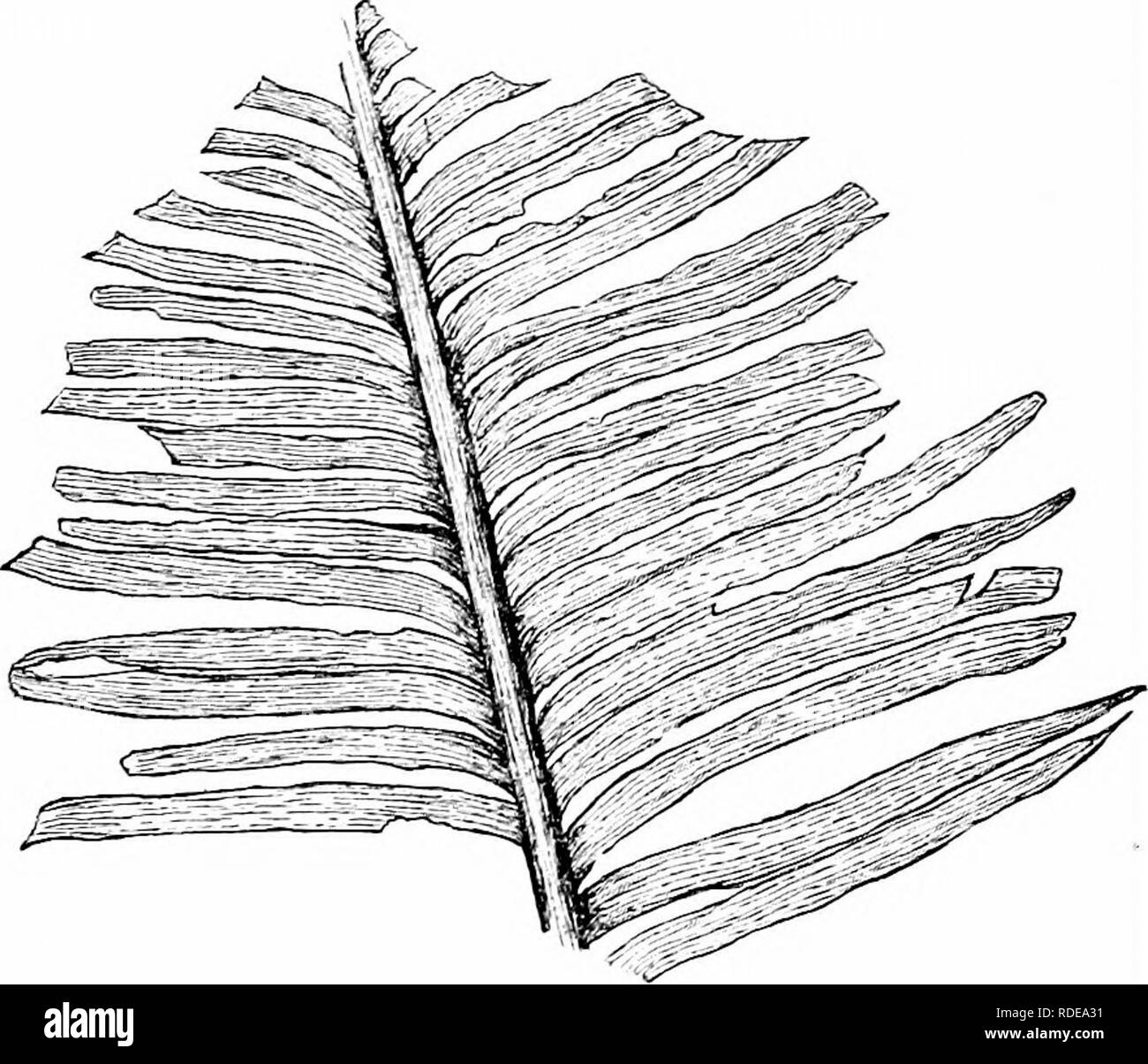 . Fossil plants : for students of botany and geology . Paleobotany. 552 ...